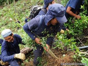 Coca cultivation down in Colombia, up in Peru, Bolivia - CNN.com